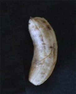 Gingeli Banana